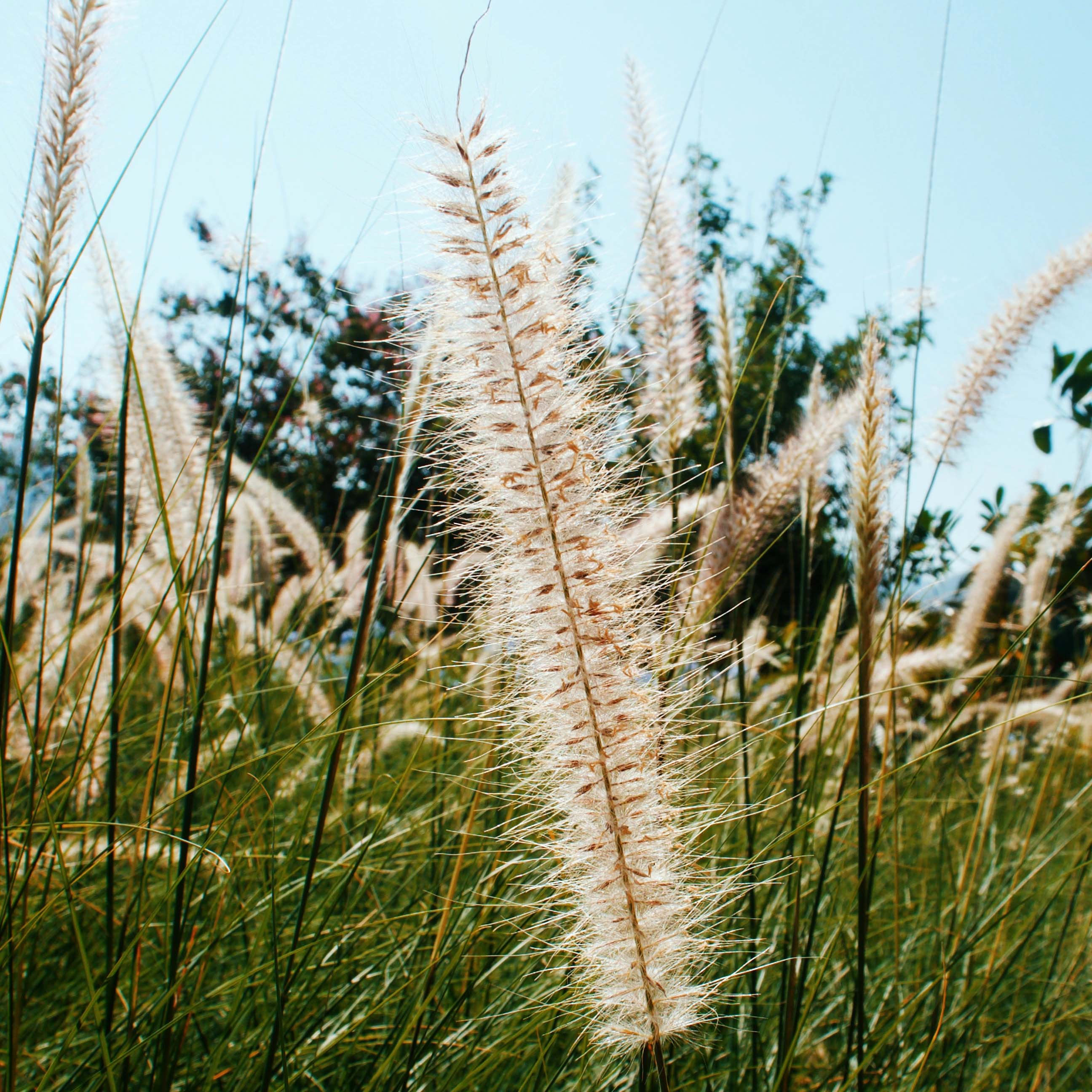 Cogon Grass – Created By