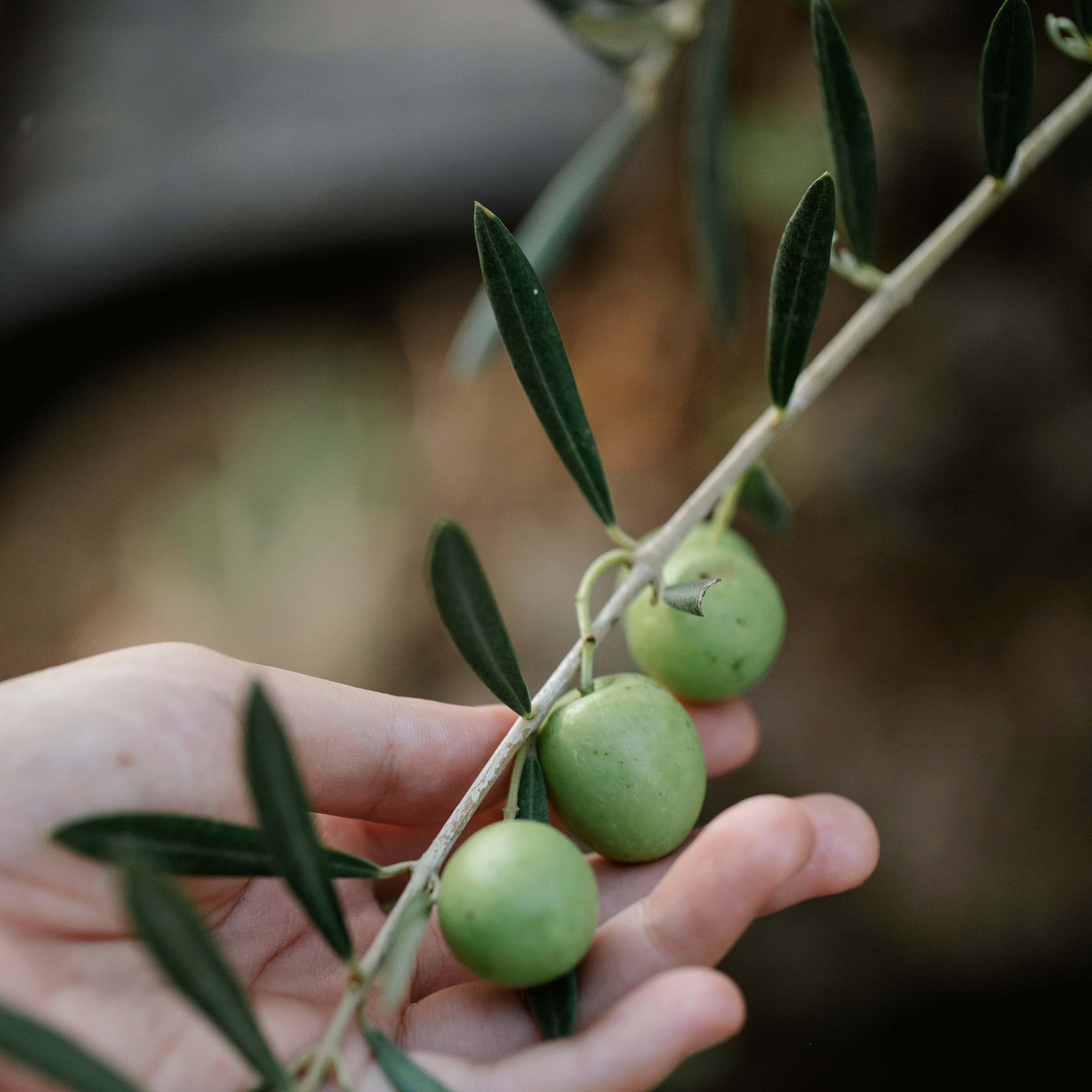 Olive (Emulsifier) – Created By