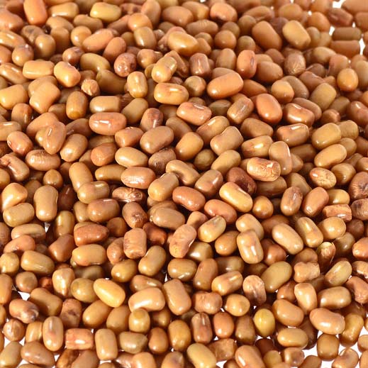 Moth Bean – Created By